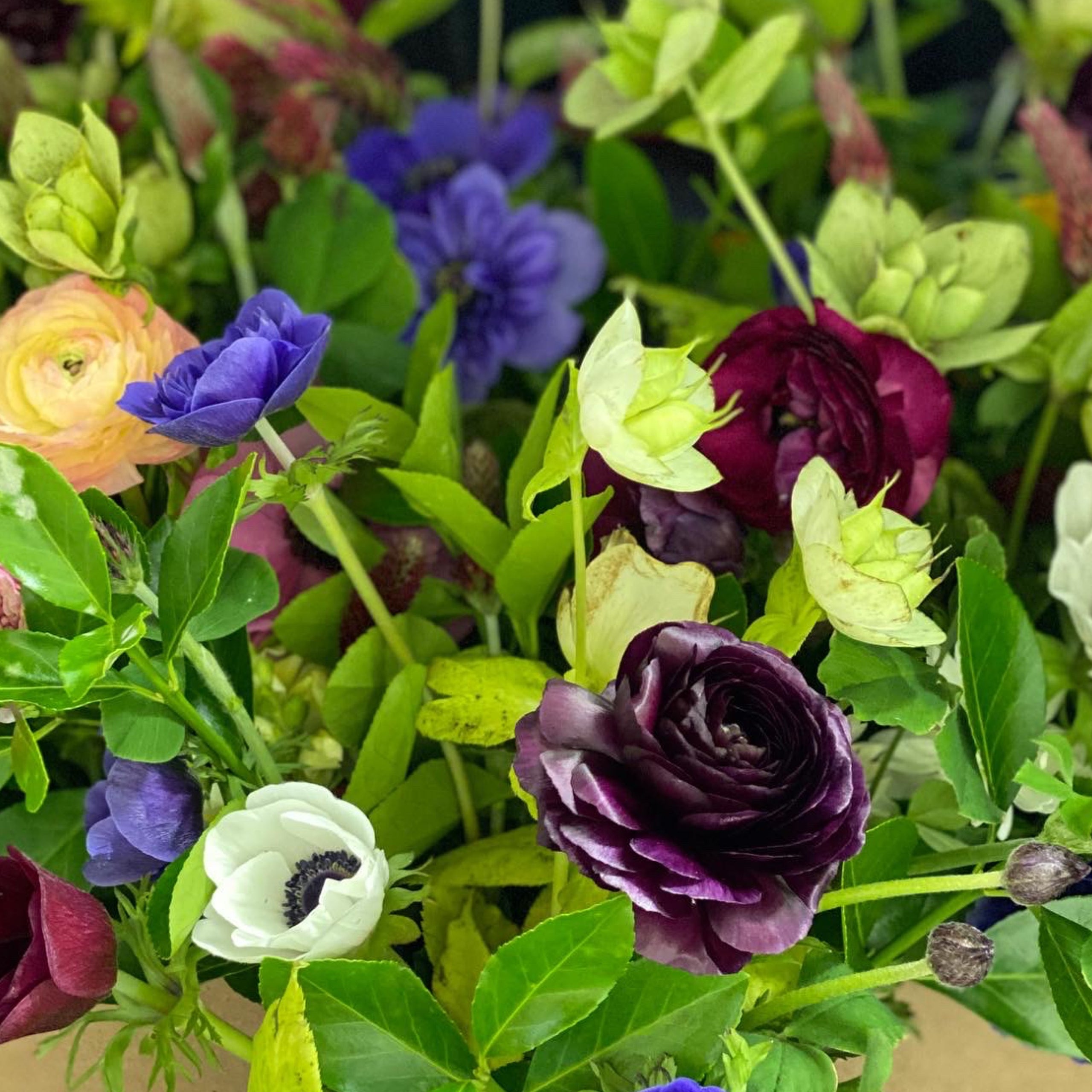 Cut Flower Primer- Create your own backyard cutting garden @Plenty on ...